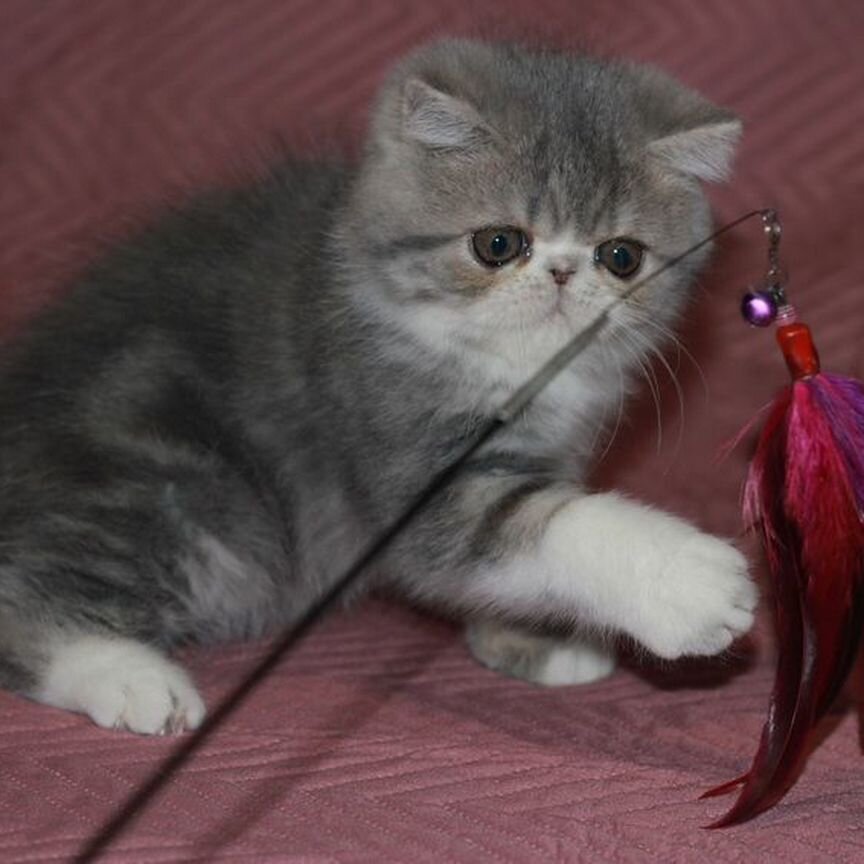 Котик экзотик