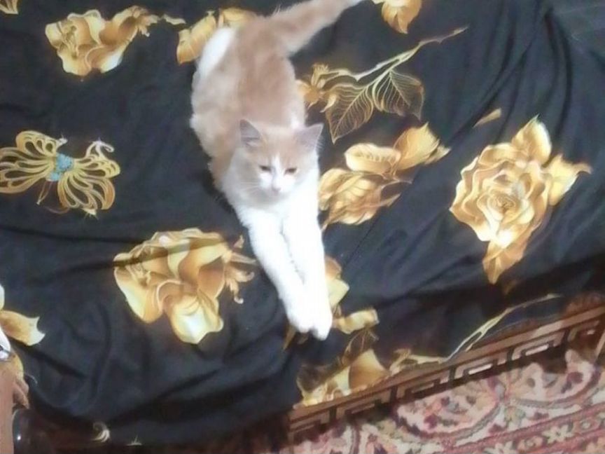 Кошка в дар бесплатно