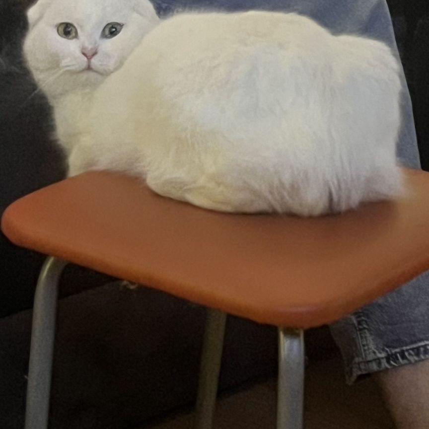 Вислоухий котенок