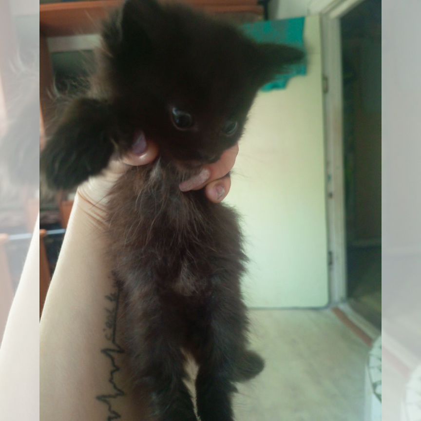 Русский голубой котёнок