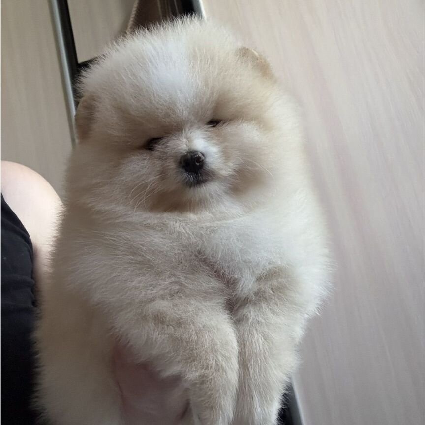 Померанский шпиц, щенок