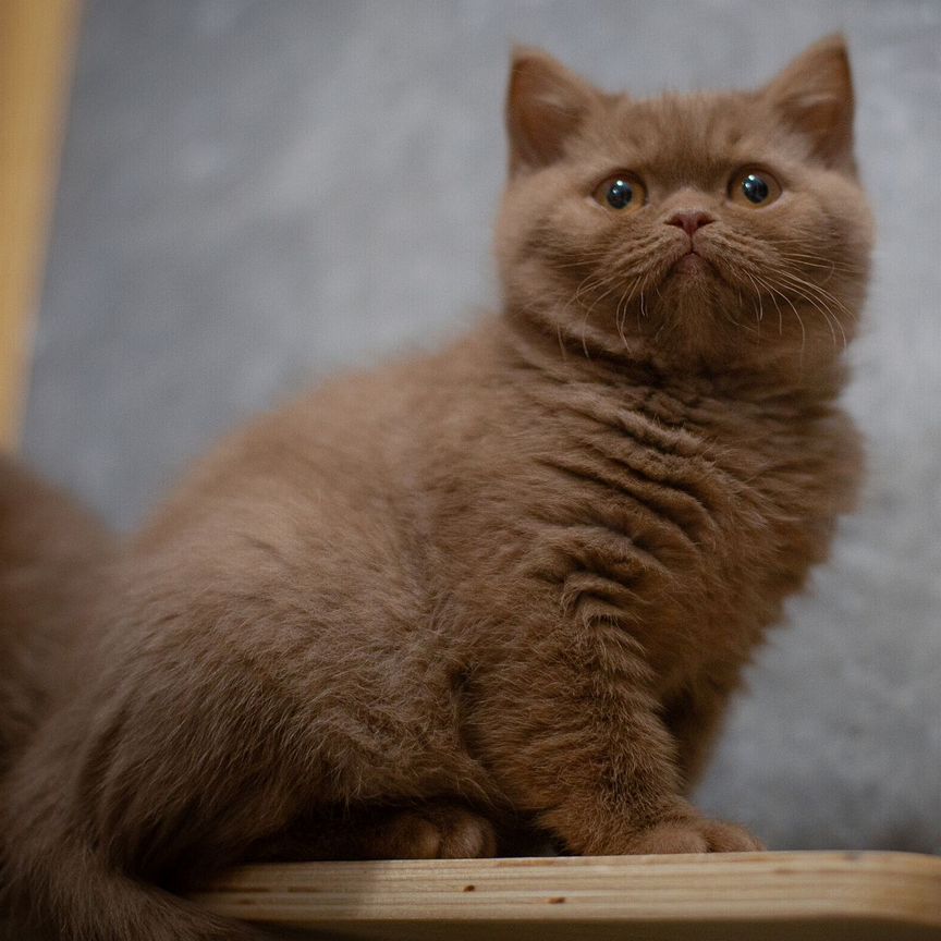 Британский короткошёрстный котёнок