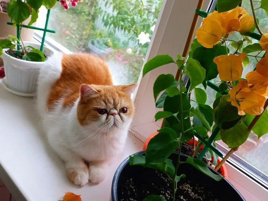 Экзотическая кошка