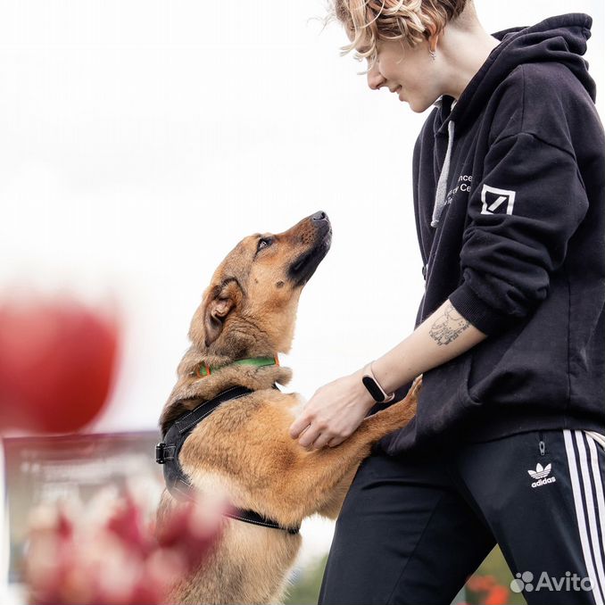 Собака Злата из приюта в добрые руки