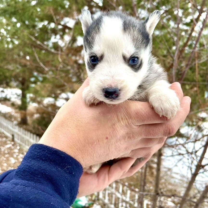 Голубоглазые щенки