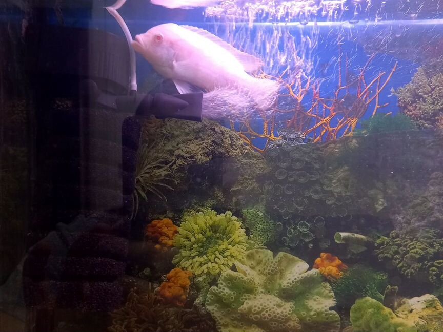 Продам белый принц