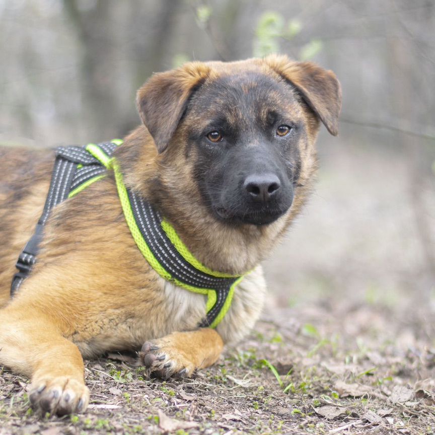 Небольшой подросток 10 мес Бемби ищет дом