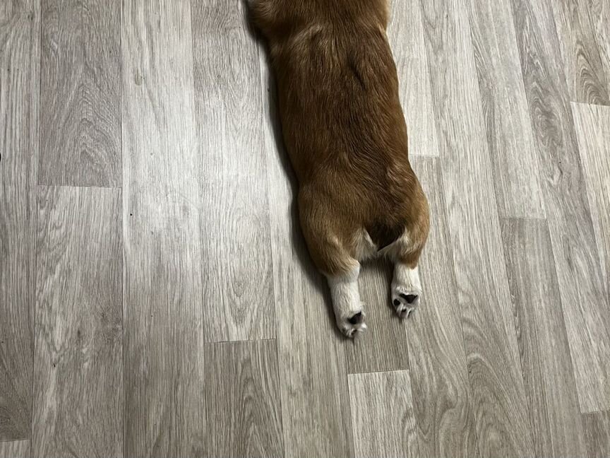 Продается щенок Корги