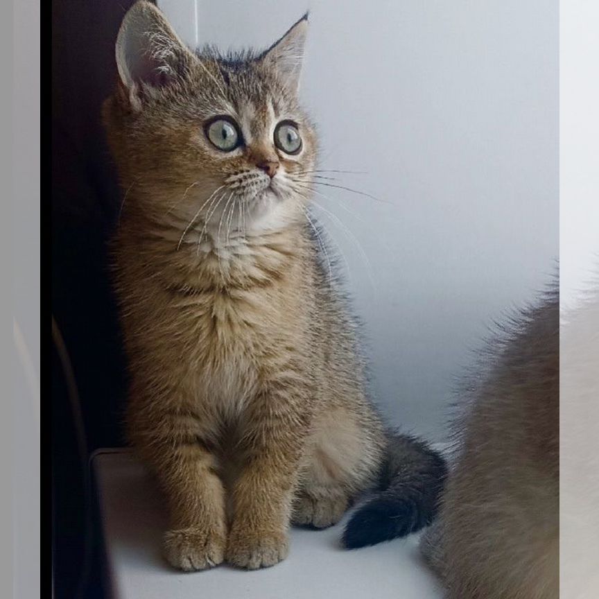 Британский короткошёрстный котёнок