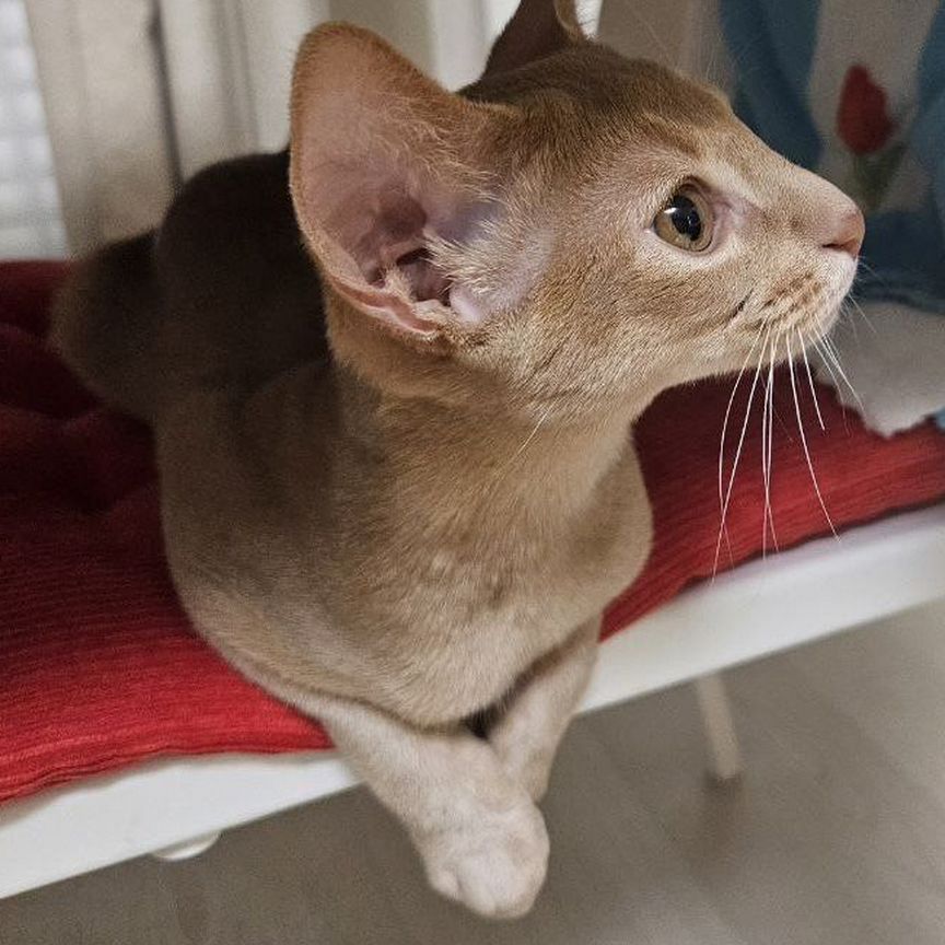 Абиссинский котёнок
