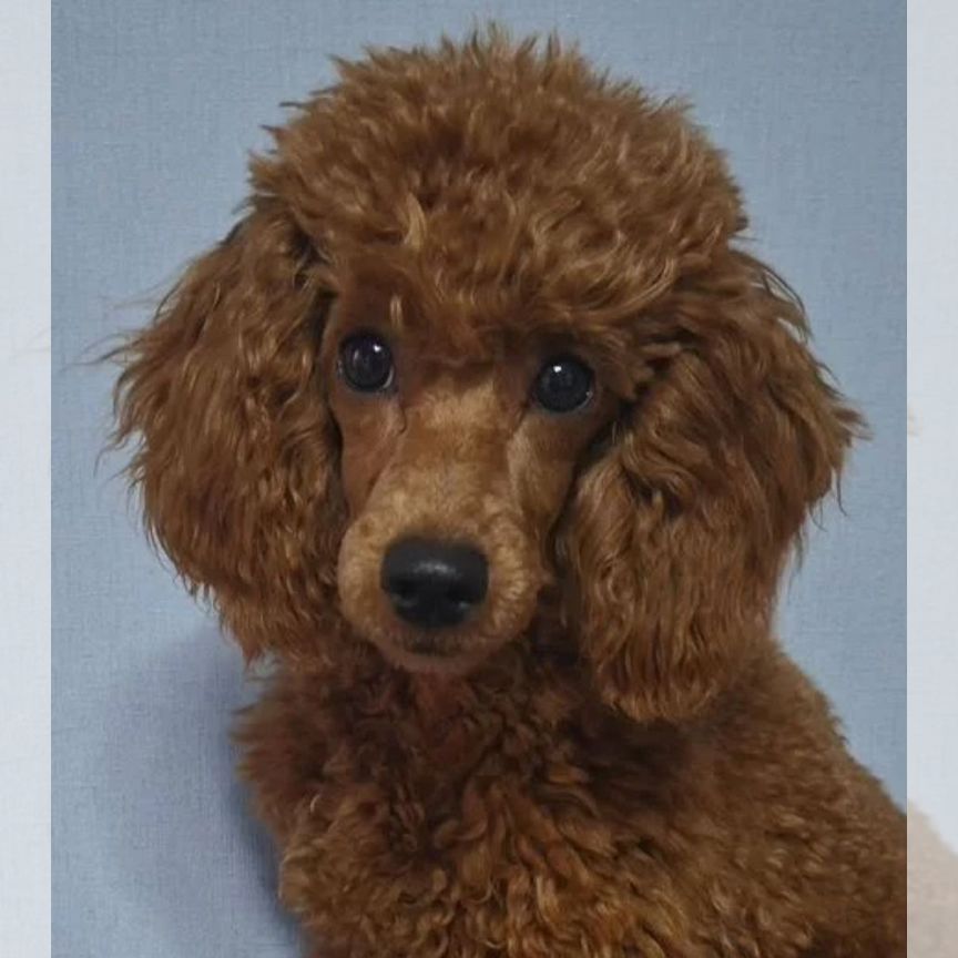 Карликовый пудель, взрослый пёс