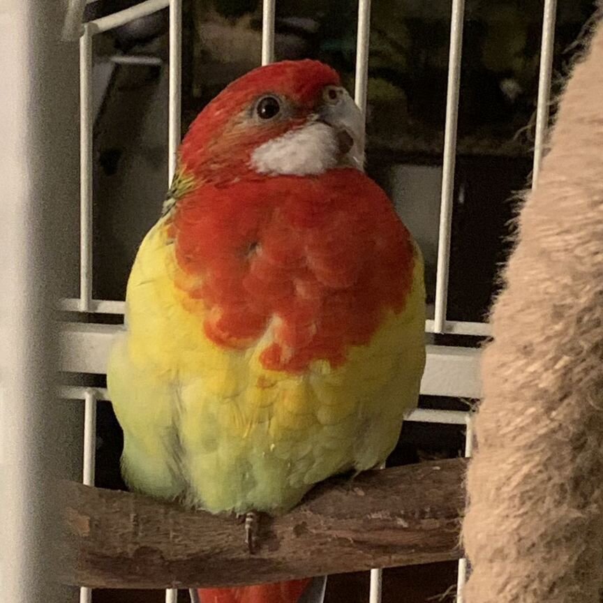 Попугай розелла и Бернард