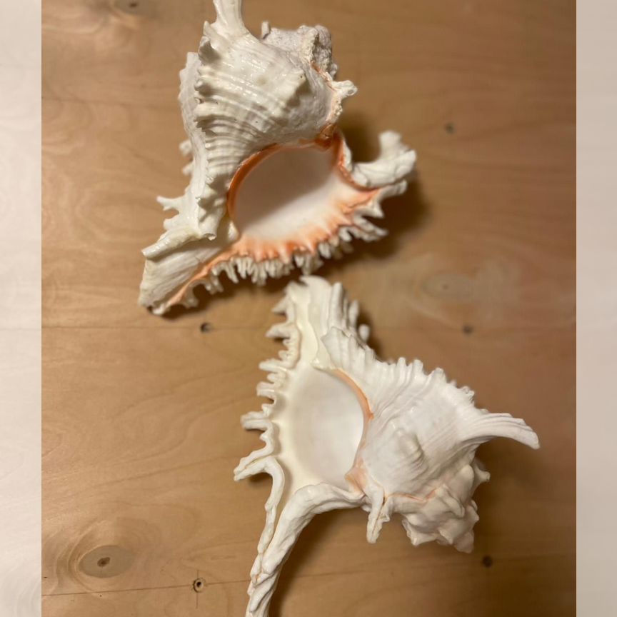 Большая королевска ракушка