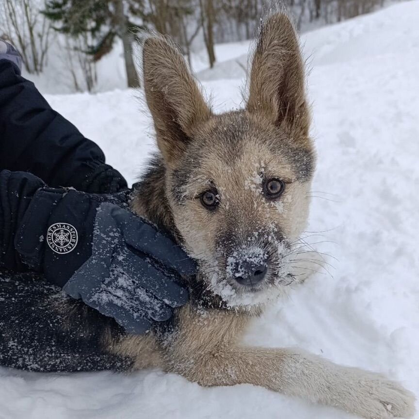Щенок в добрые руки