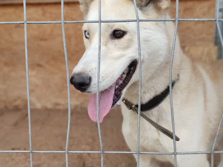 Лайка (метис)