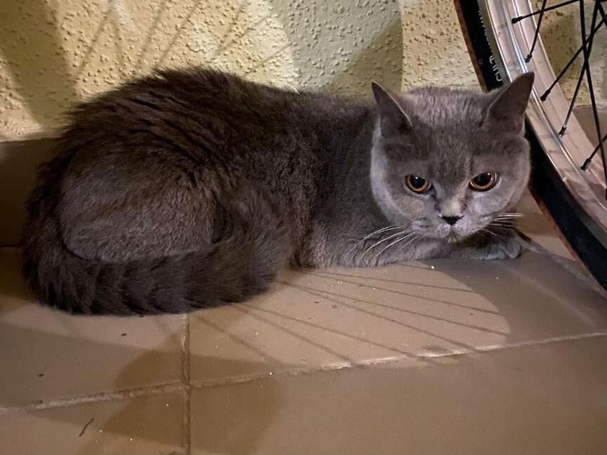 Британский кот