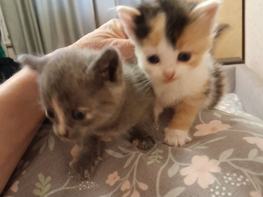 Красивые котята в добрые руки
