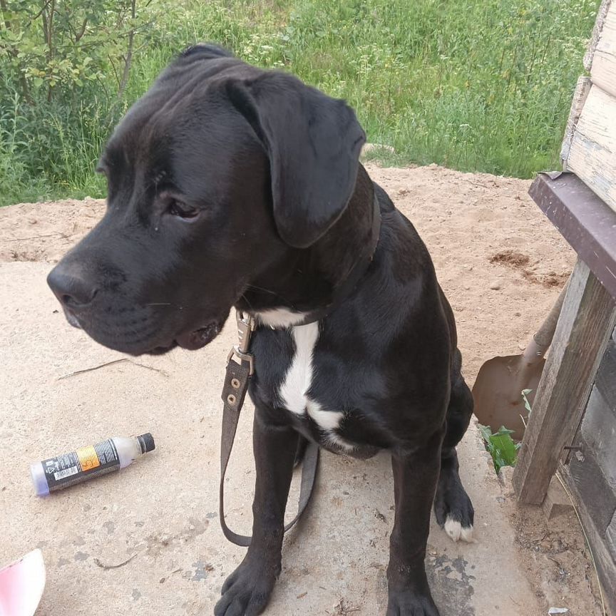 Собака ищет дом