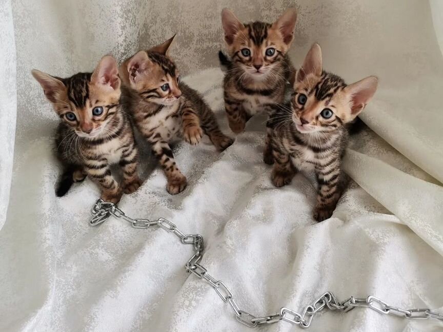 Бенгальская рыжая девочка