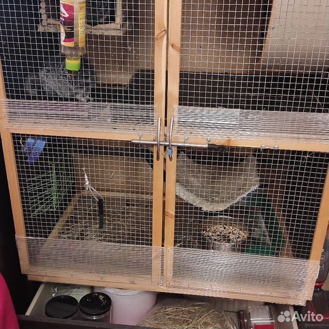 Шиншилла с ветриной