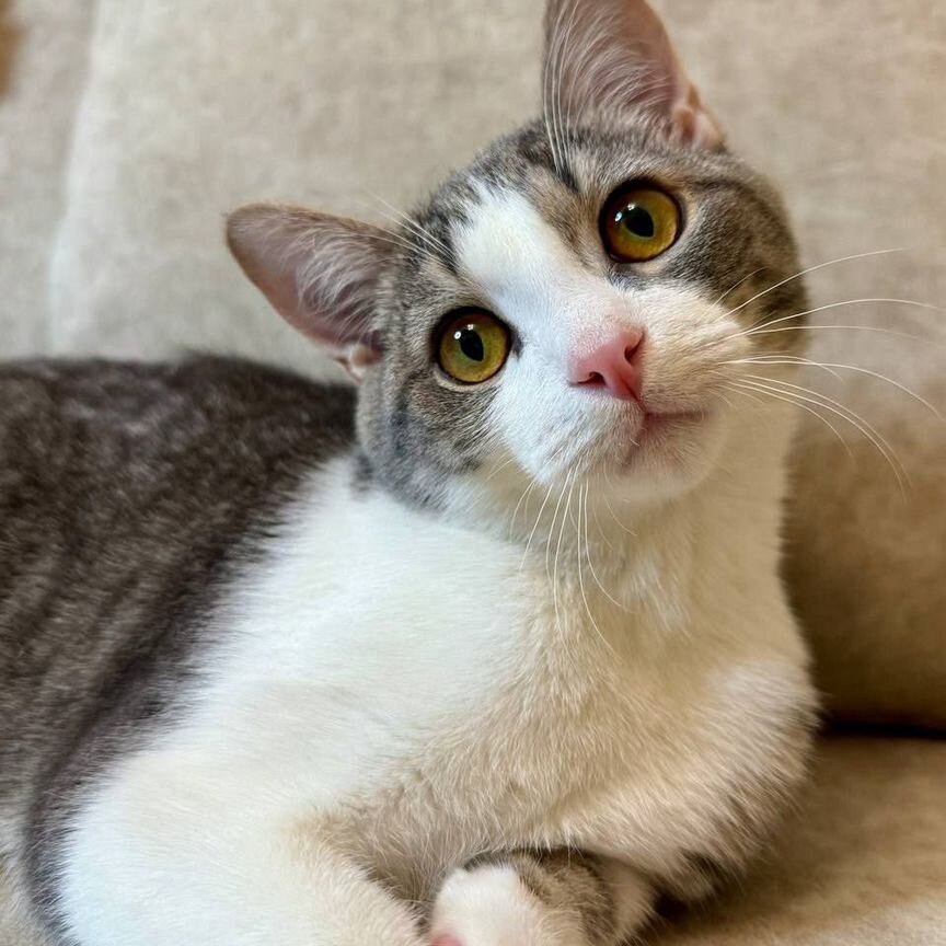 Котенок в добрые руки