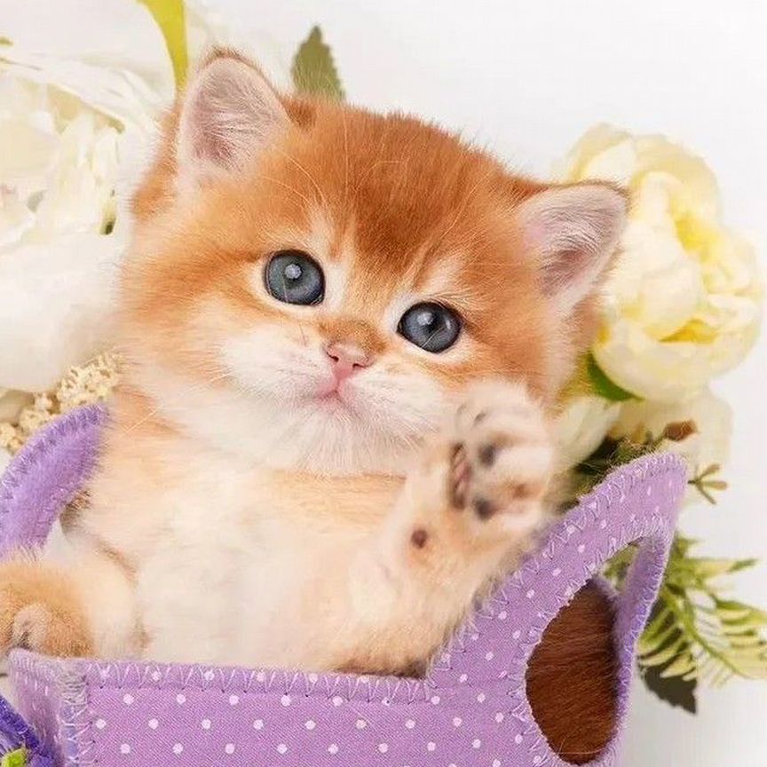 Британский короткошёрстный котёнок