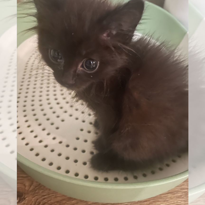 Котёнок в добрые руки