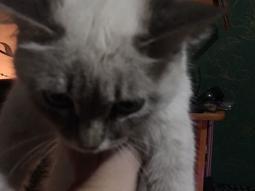 Кот, Без документов