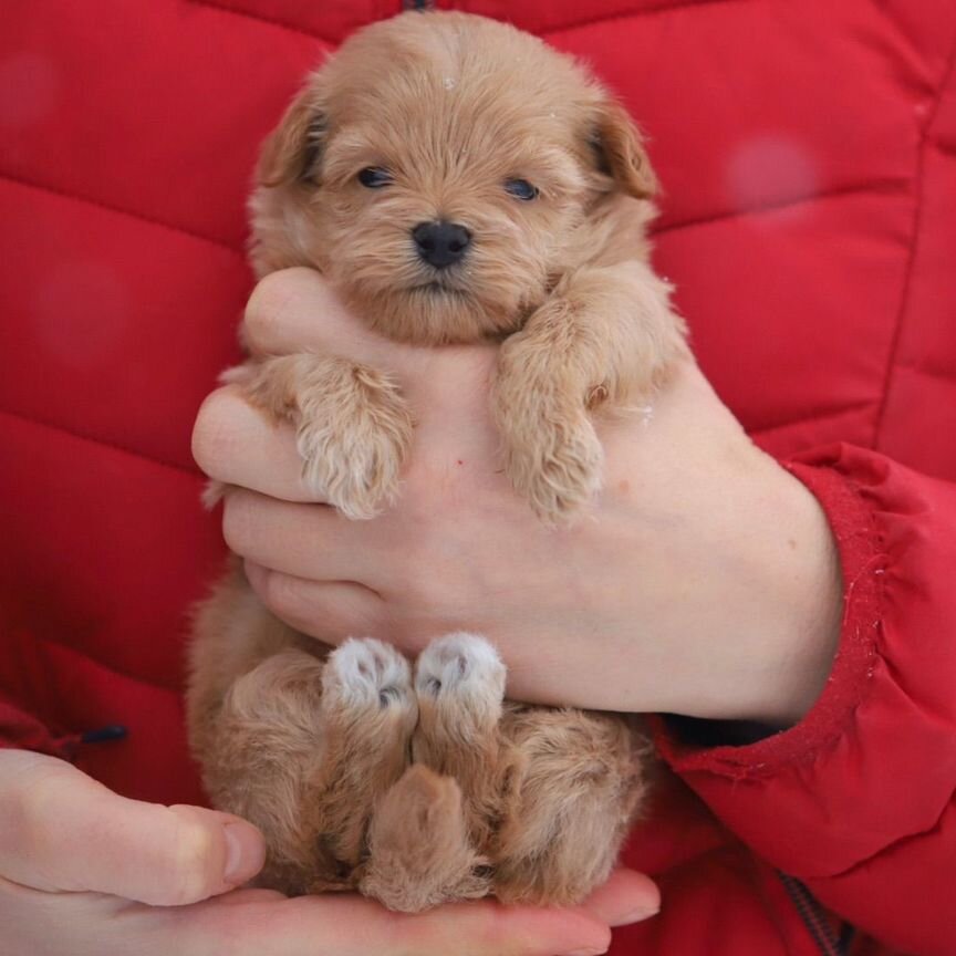 Мальтипу, щенок