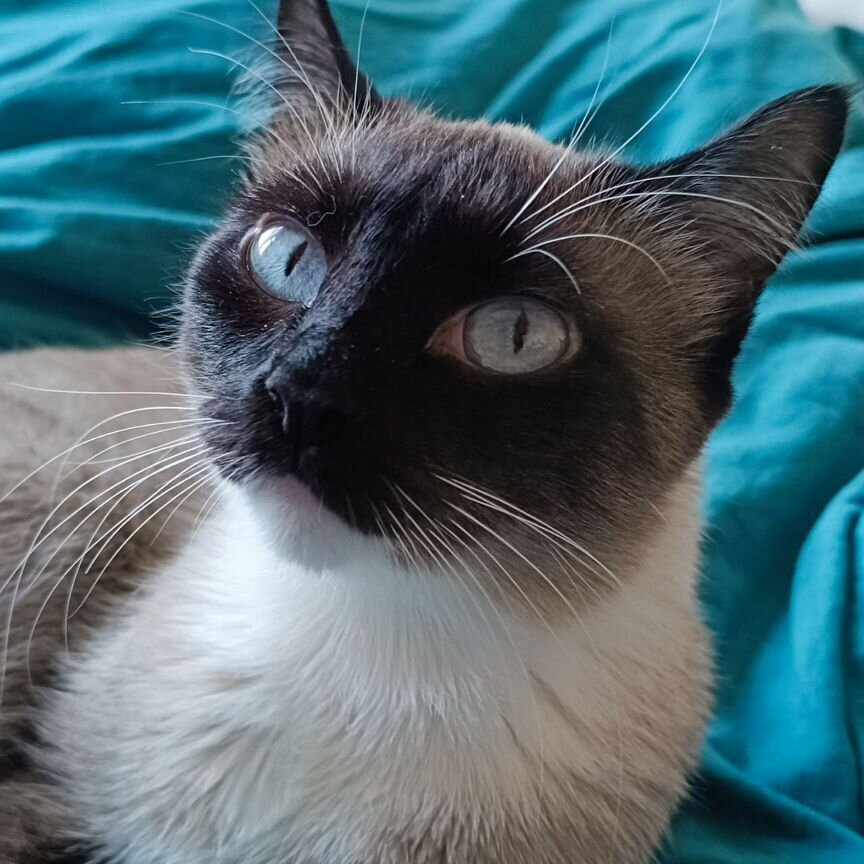 Ищем кота на вязку