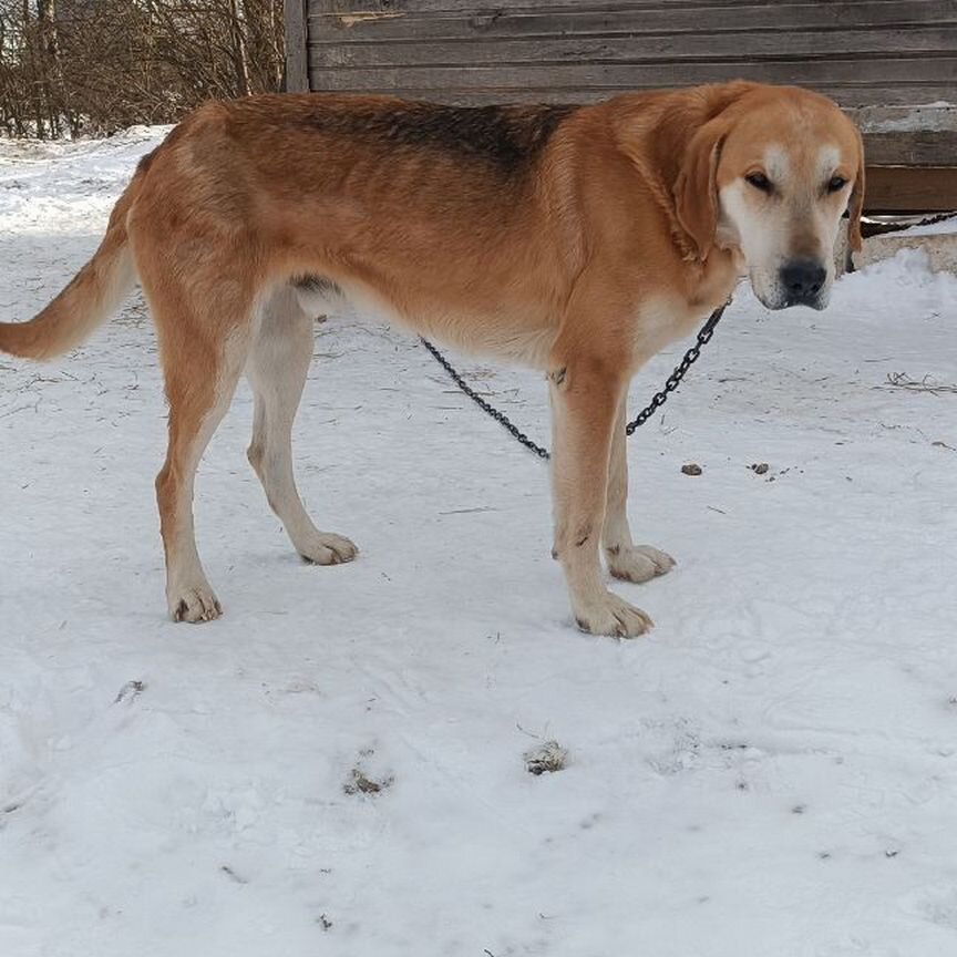 Русская гончая рабочая