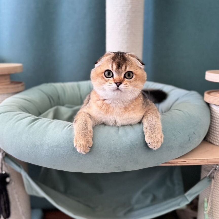 Золотая деаочка