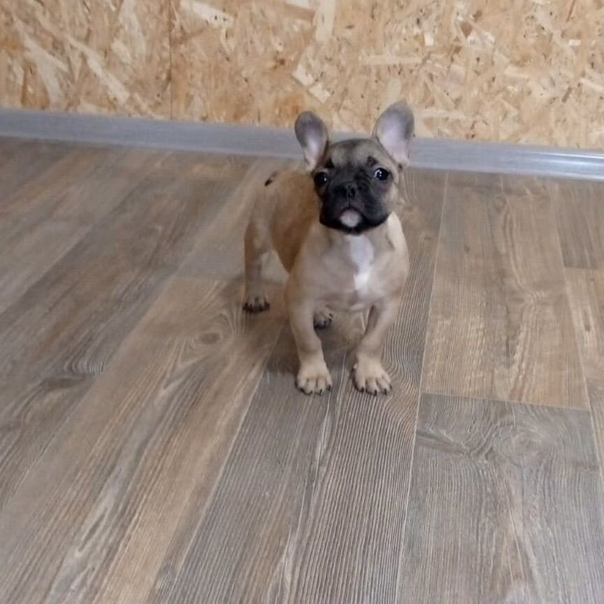 Щенок французского бульдога