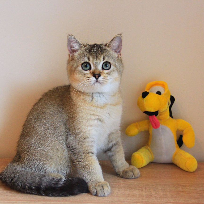 Черный тикированный котик Марио