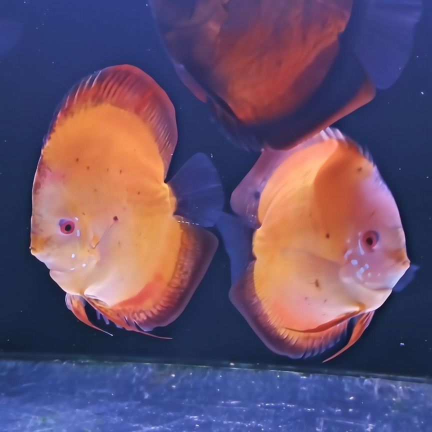 Аквариум с тумбой 150л