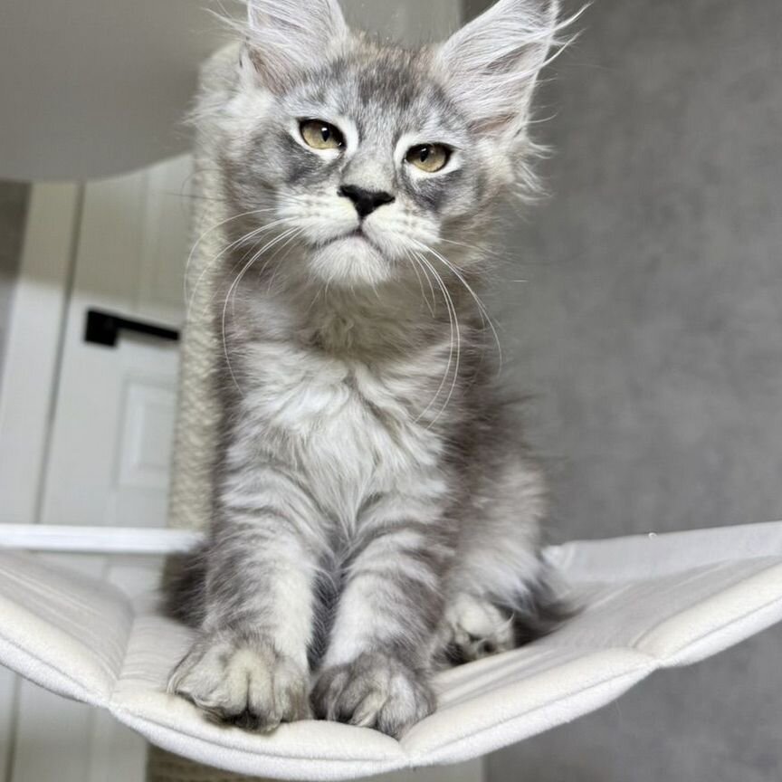 Мейн-кун котёнок