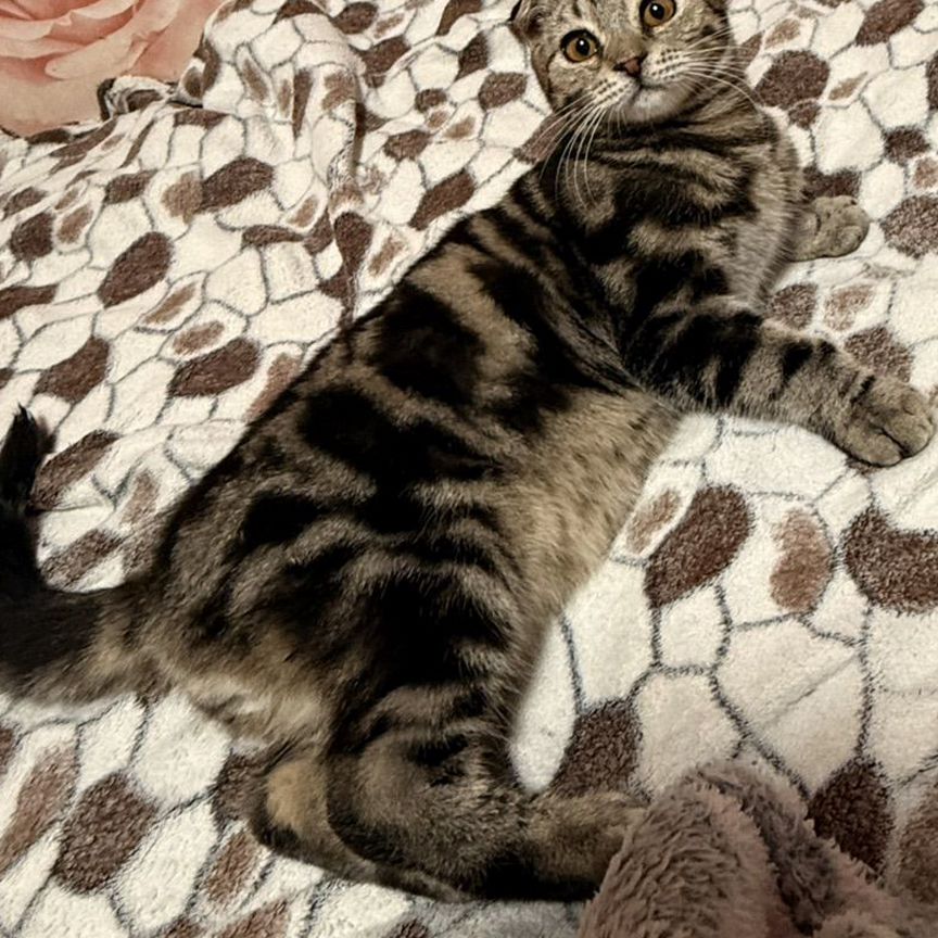 Шотландский вислоухий короткошёрстный котёнок