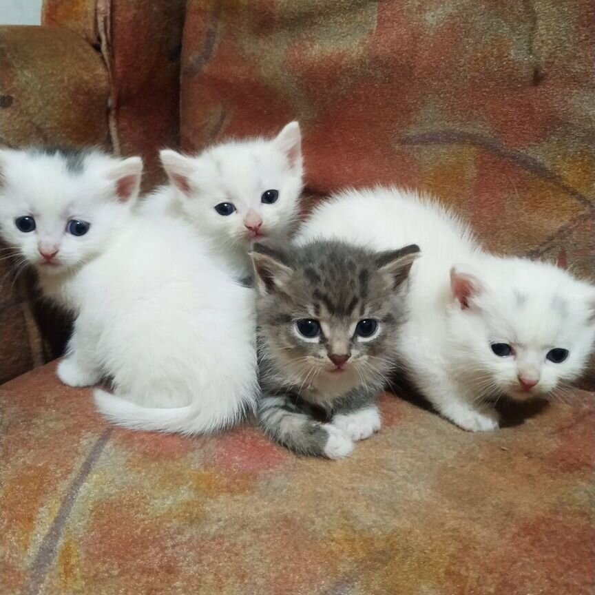 Котята в добрые руки