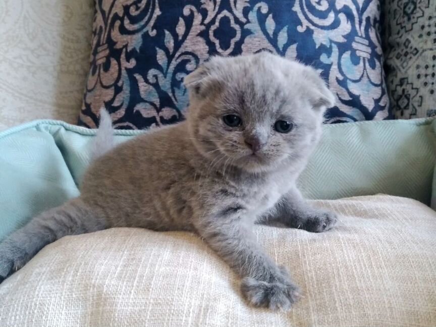 Шотландский вислоухий котенок