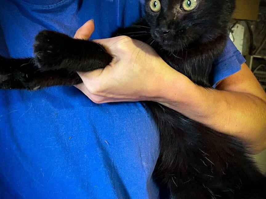 Кот в добрые руки