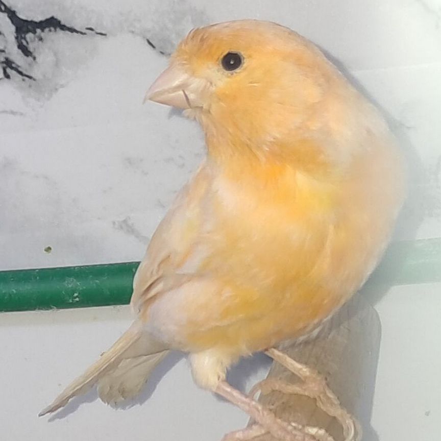 Кенара и канарейки