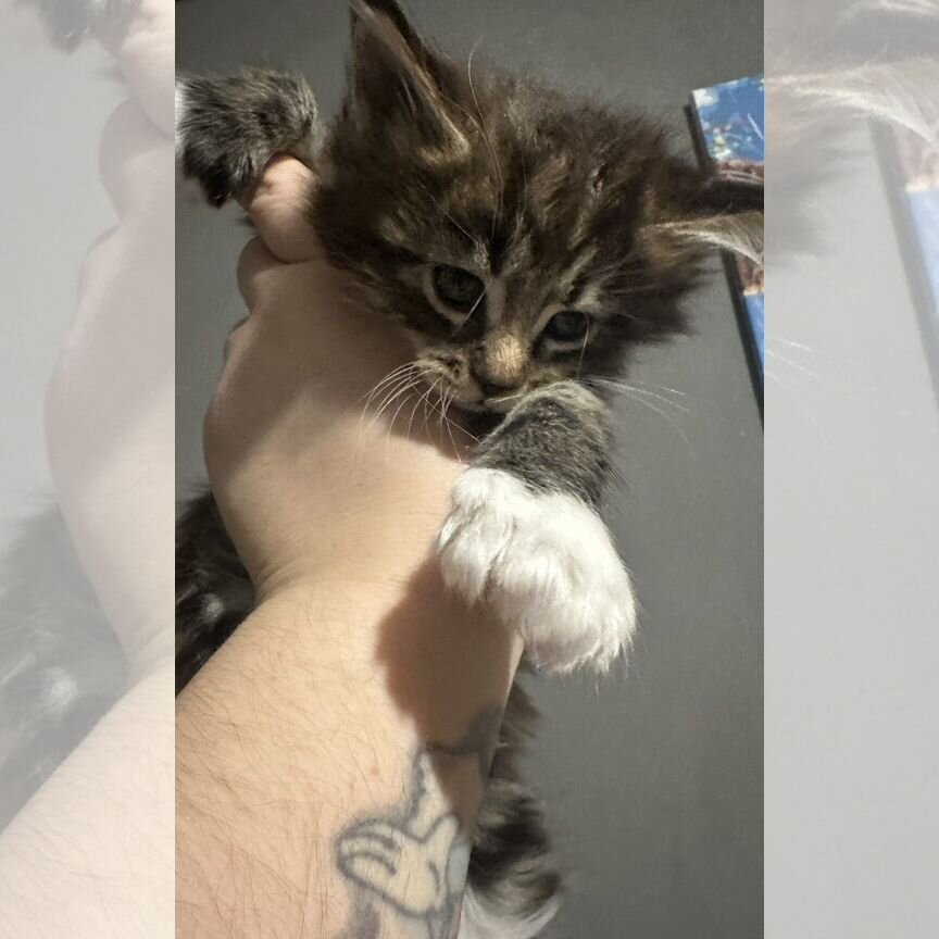 Мейн-кун котёнок