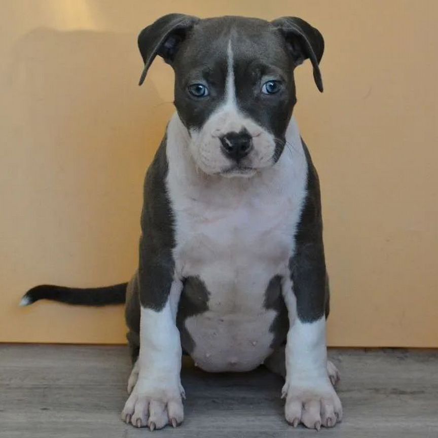 Американский стаффордширский терьер, щенок