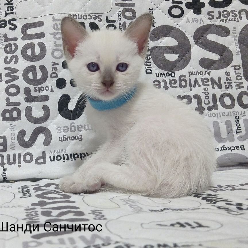 Тайские котята из питомника