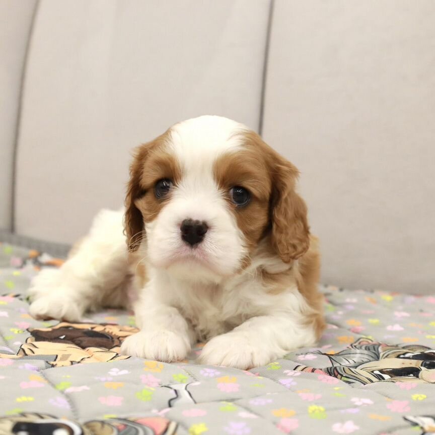 Кавалер кинг чарльз спаниель мальчик Маффин