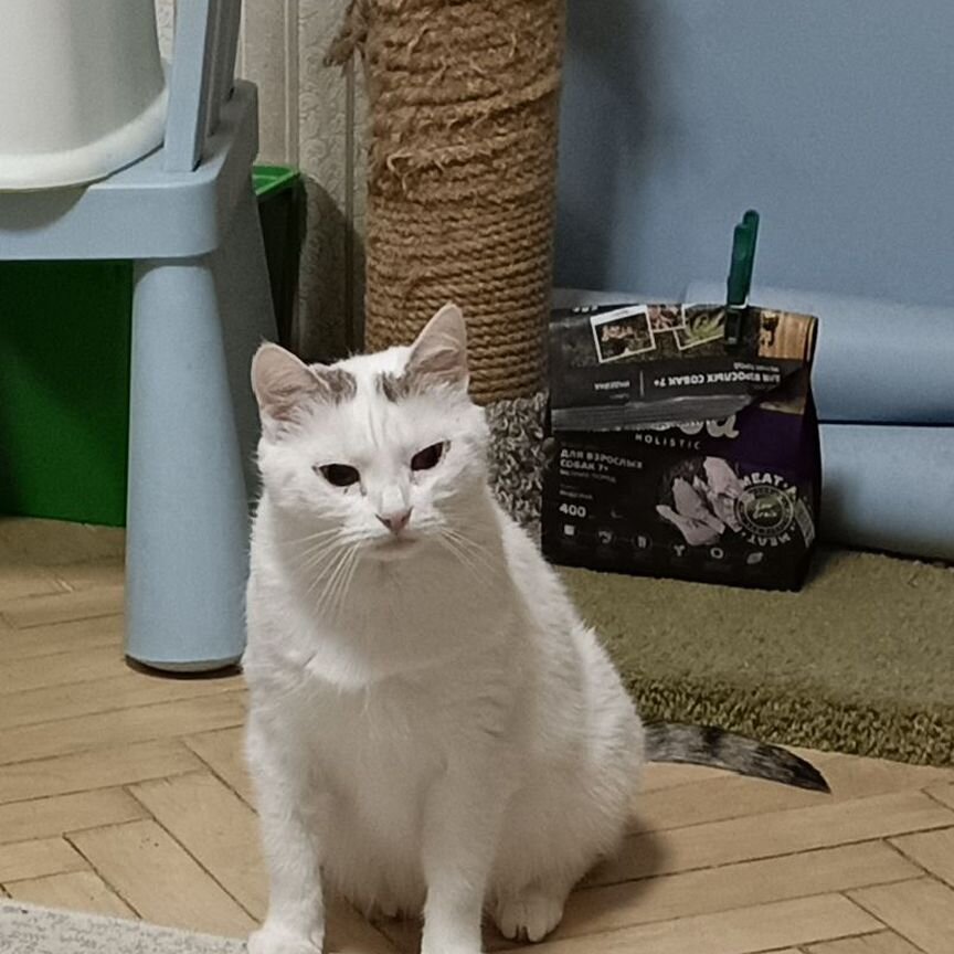 Отдам бесплатно взрослая кошка