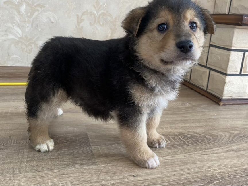 Щенок мальчик в добрые руки