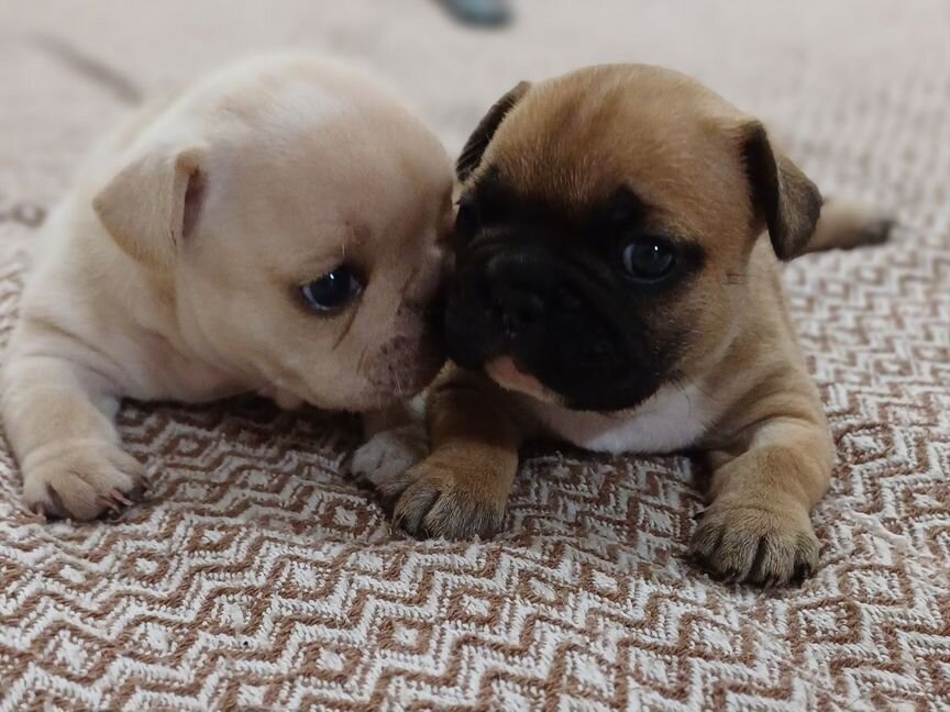 Французский бульдог щенки