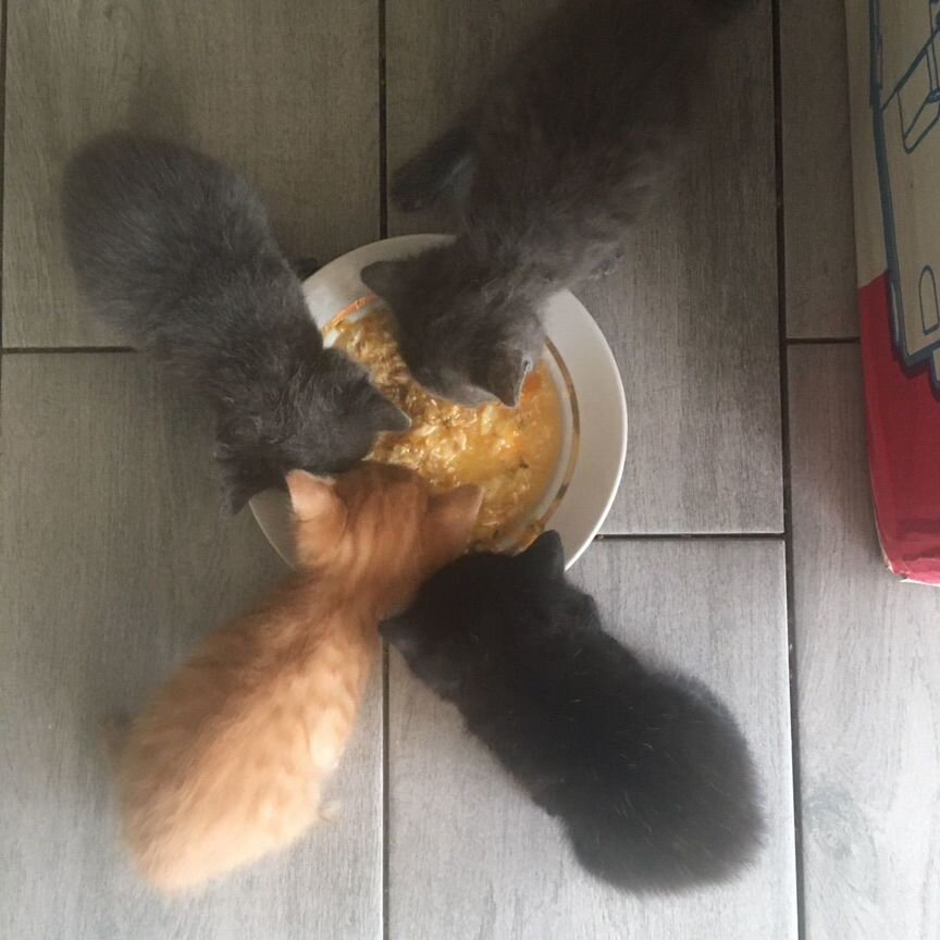 Котята в добрые руки 1 месяц