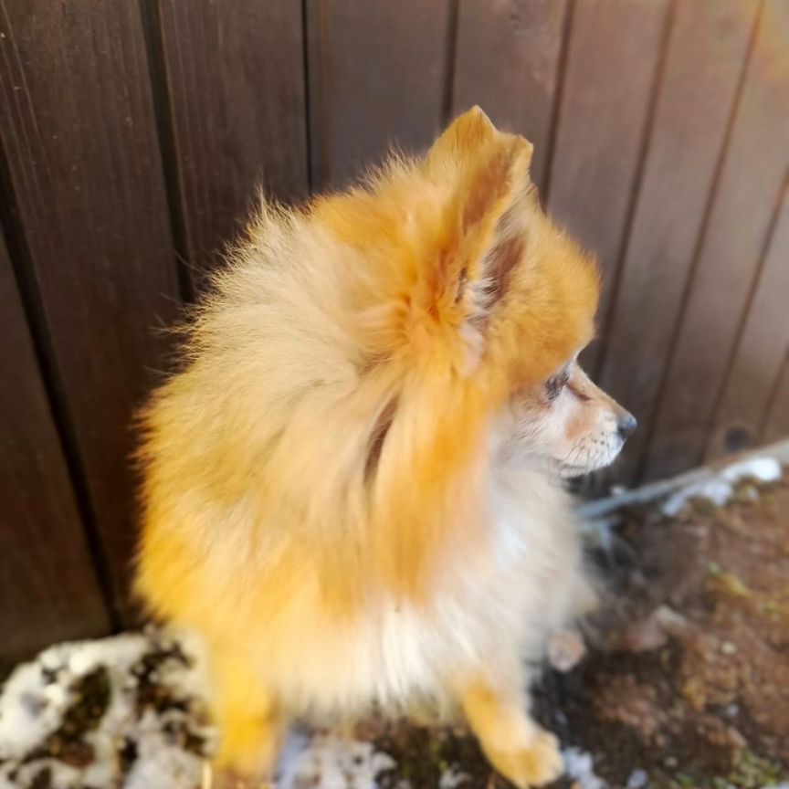 Найден шпиц